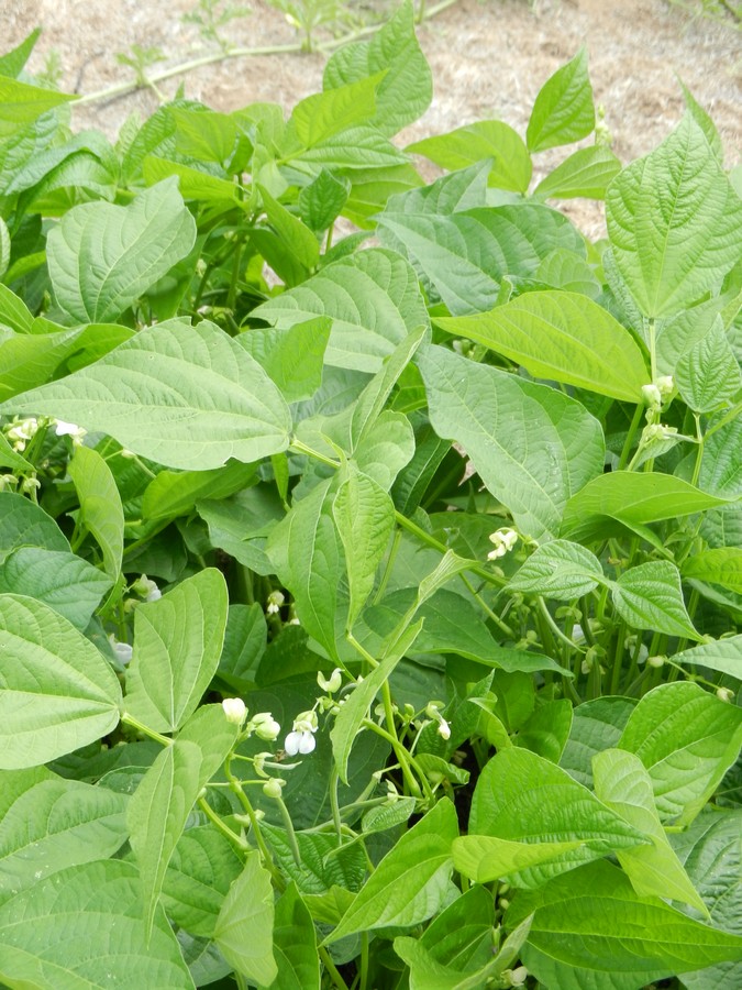 Photo Tutorial On How To Easily Grow Green Beans Plants Are Flowering 