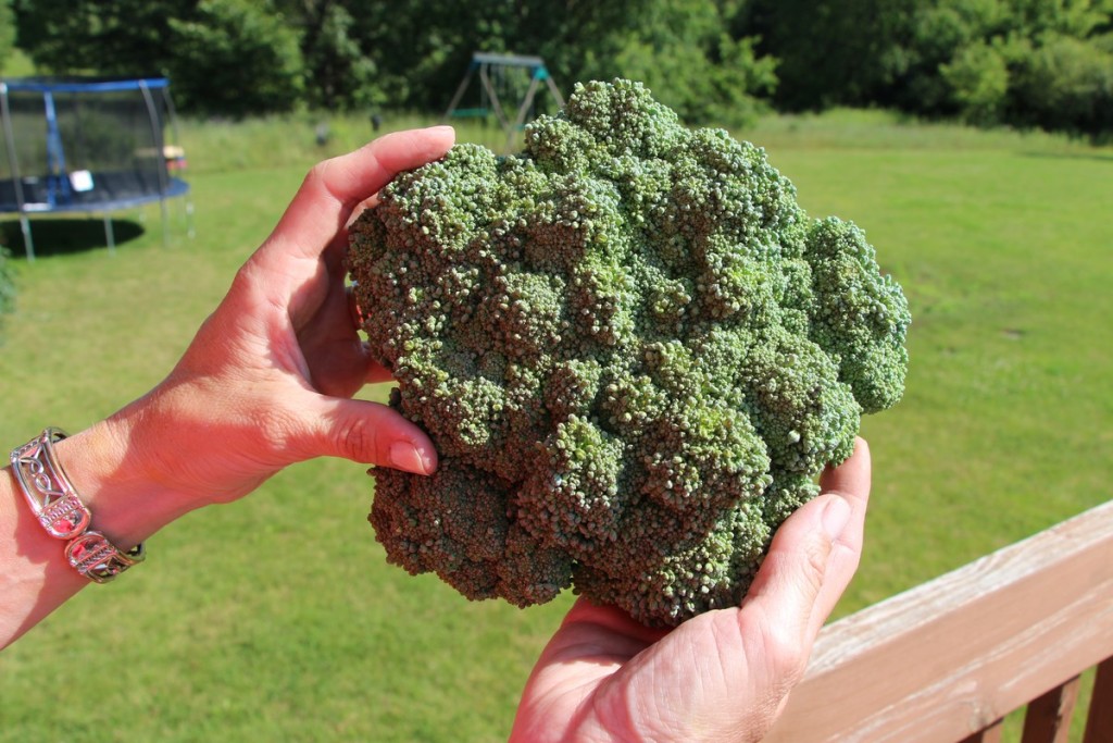 New Vegetable Garden, How to Plan, What to Plant, Part 2 | The Country ...