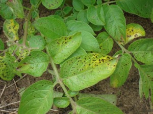 Growing Potatoes Part 1: Getting Started