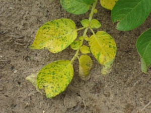 Growing Potatoes Part 1: Getting Started